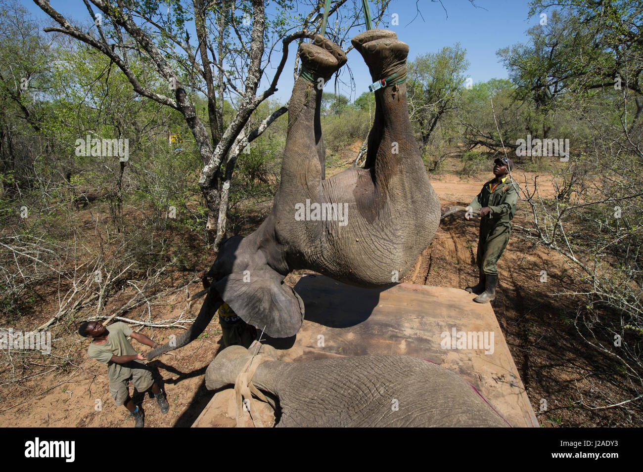 Tranquilized elephants (Loxodonta africana) being loaded by crane and ...