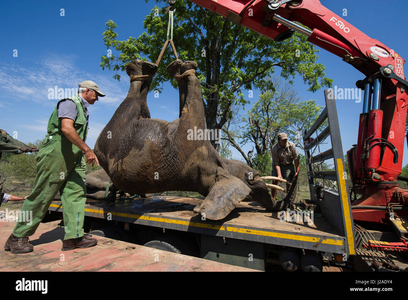 Tranquilized elephants (Loxodonta africana) being loaded by crane and ...