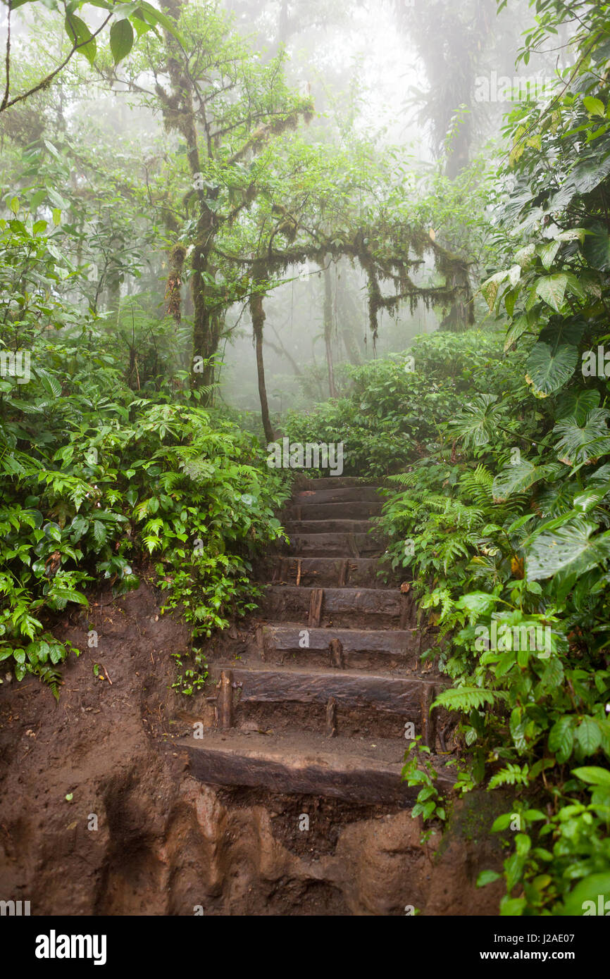 Hiking trail in lush rainforest Stock Photo - Alamy