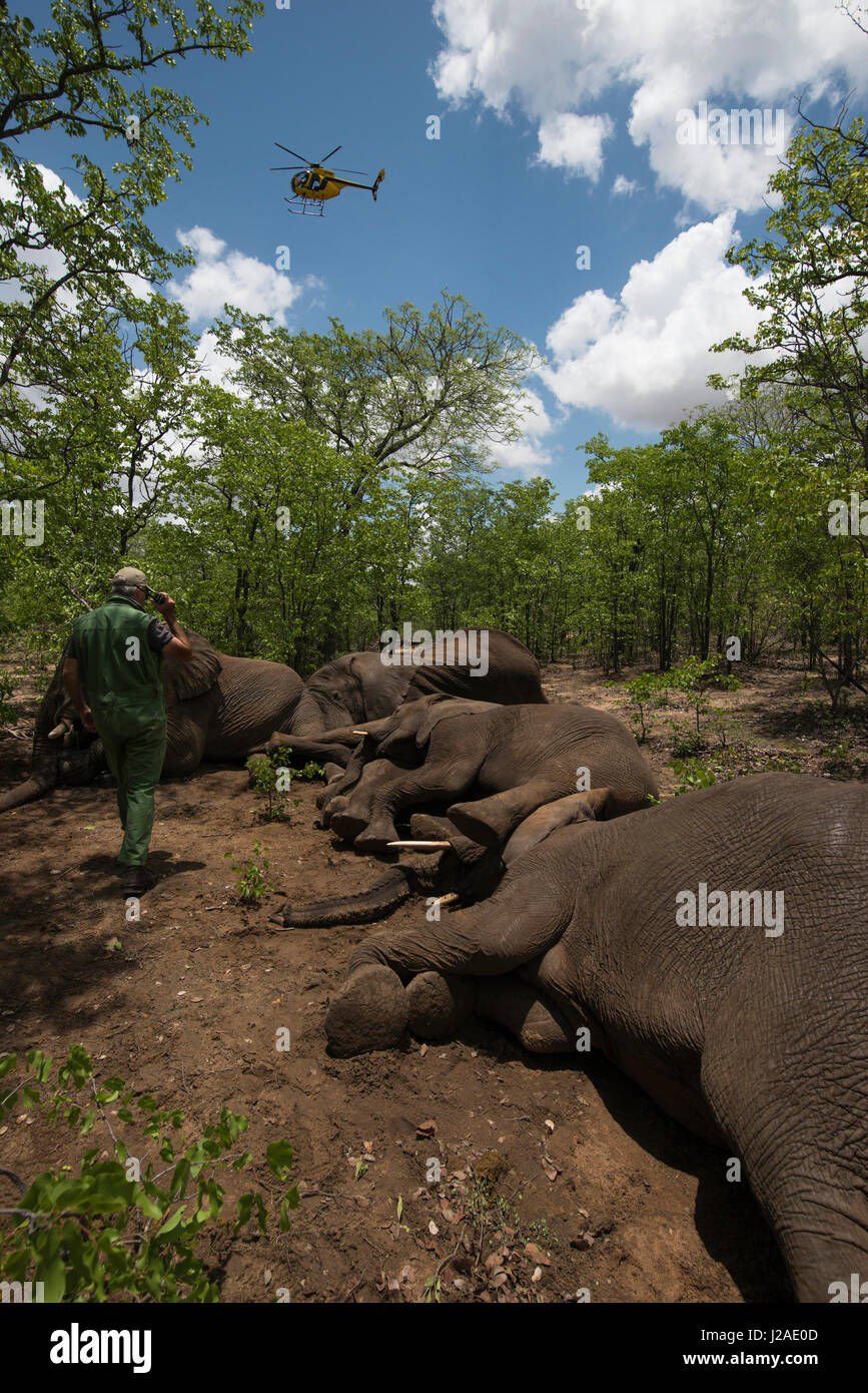Tranquilized elephants and capture team. Elephants (Loxodonta africana ...