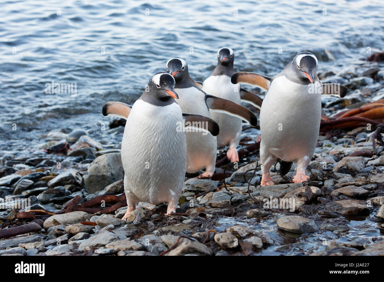 South Georgia Island, Godthul. Gentoo penguins on shore. Credit as Josh ...