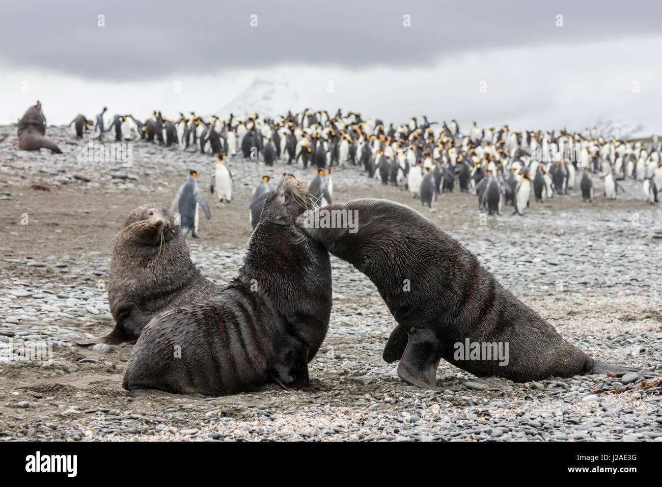 King penguins fighting hi-res stock photography and images - Alamy