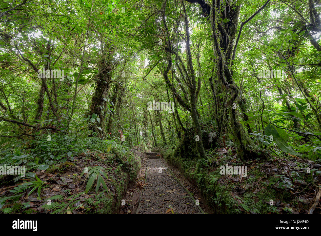 Monteverde Cloud Forest Reserve Walkway High Resolution Stock ...