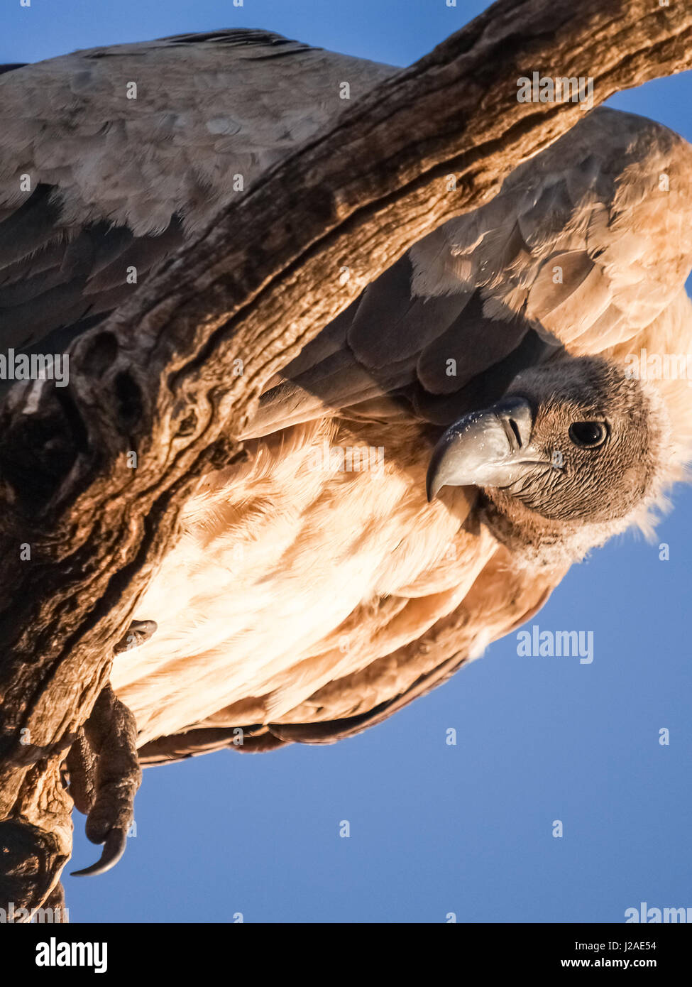 White backed vulture in tree looking down, South Africa Stock Photo - Alamy
