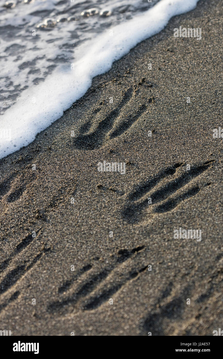 Penguin footprints hi-res stock photography and images - Alamy