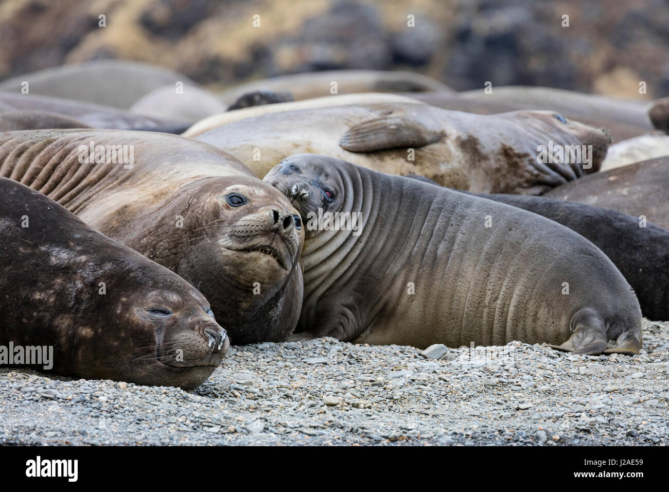 Moltke harbor elephant hi-res stock photography and images - Alamy