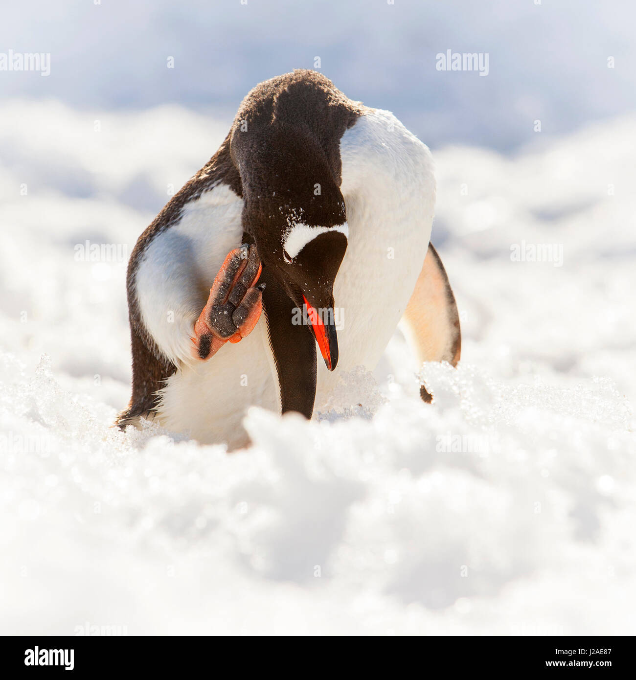 Antarctica. Gentoo penguin scratches its head Stock Photo - Alamy