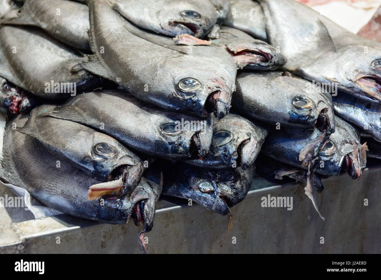 Chile, Región Metropolitana, Santiago de Chile, fish market in Santiago ...