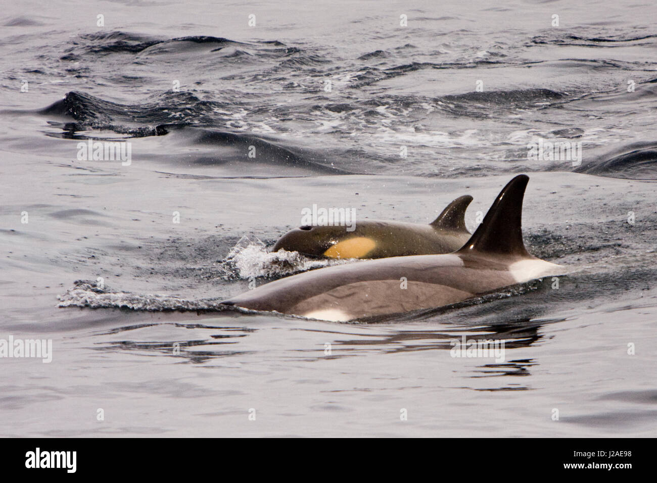Mother baby orca killer whale hi-res stock photography and images - Alamy