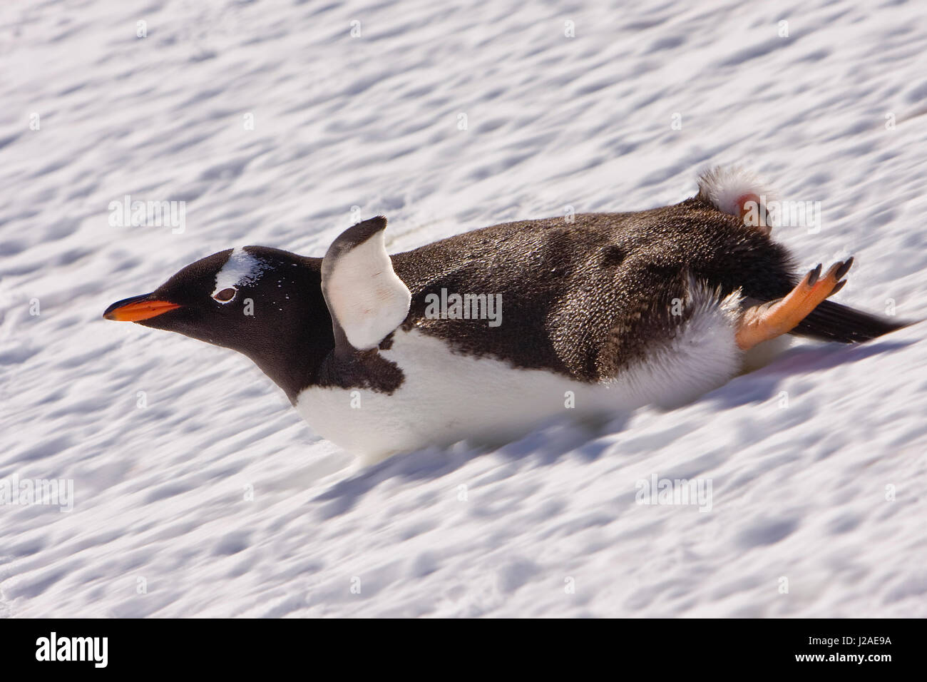 Penguin sledding hi-res stock photography and images - Alamy