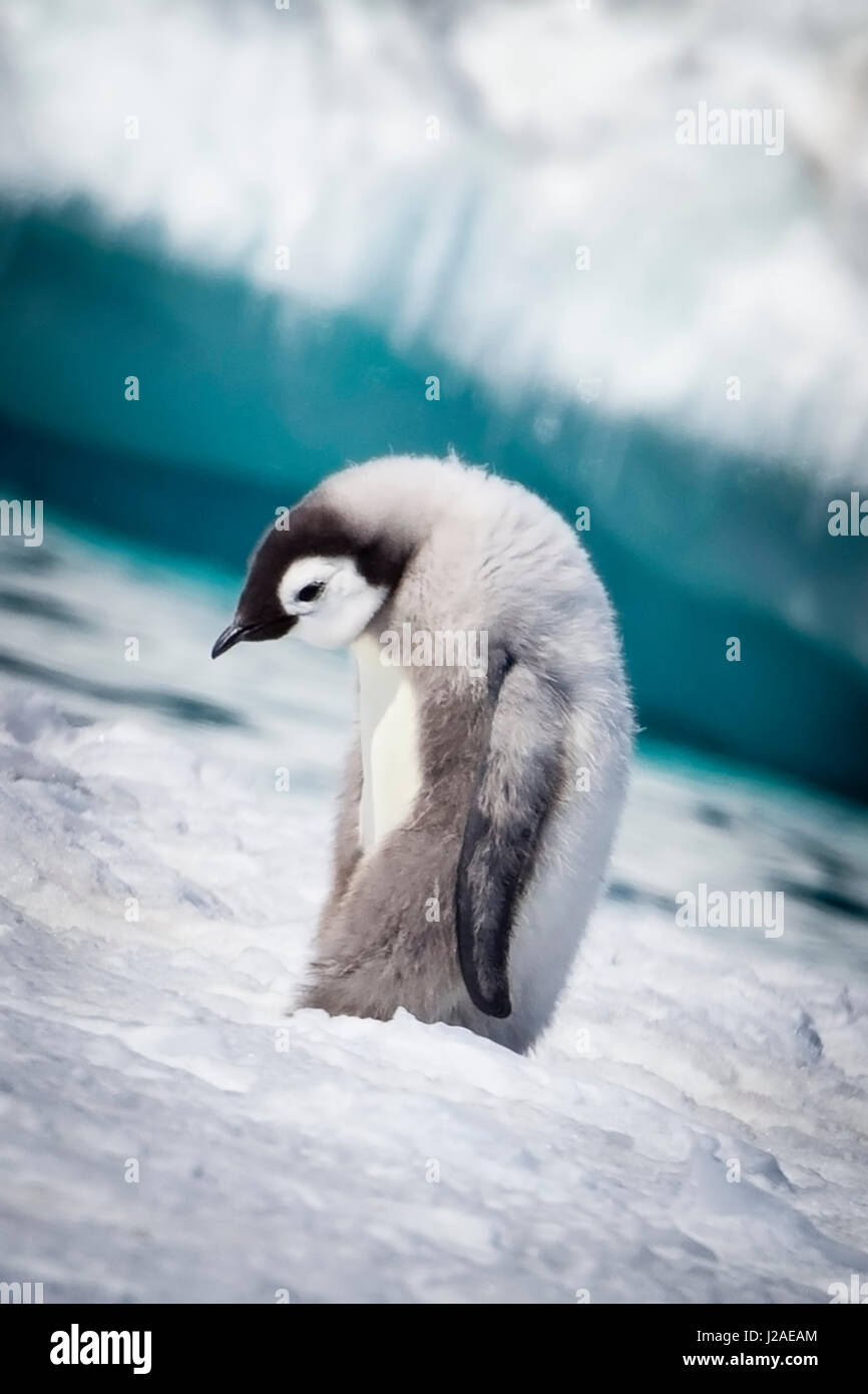 Cape Washington, Antarctica, Emperor penguin chick walks with its head ...