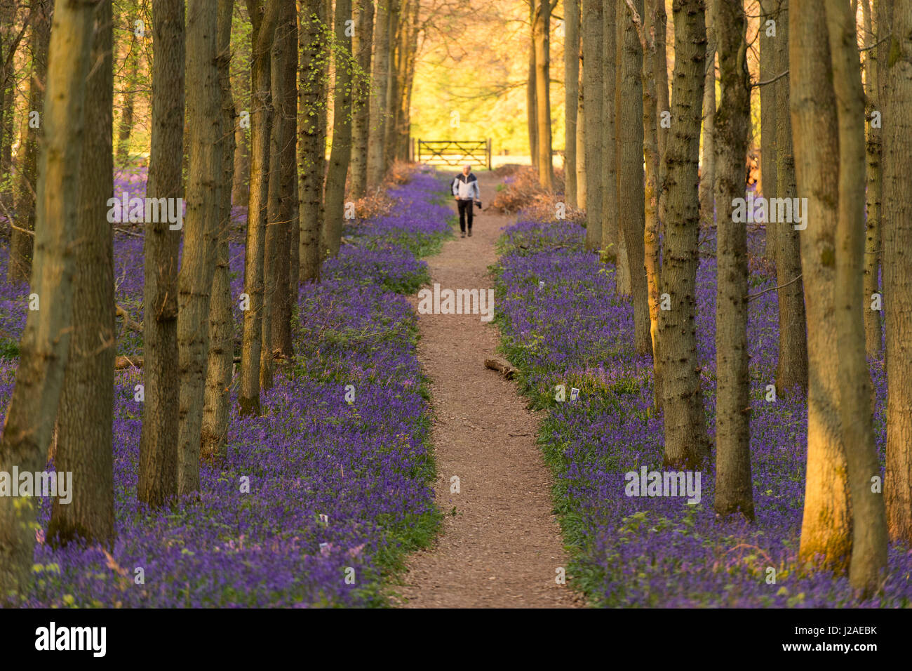 Dockey Wood bluebells at sunset - Ashridge Estate, Hertfordshire Stock ...