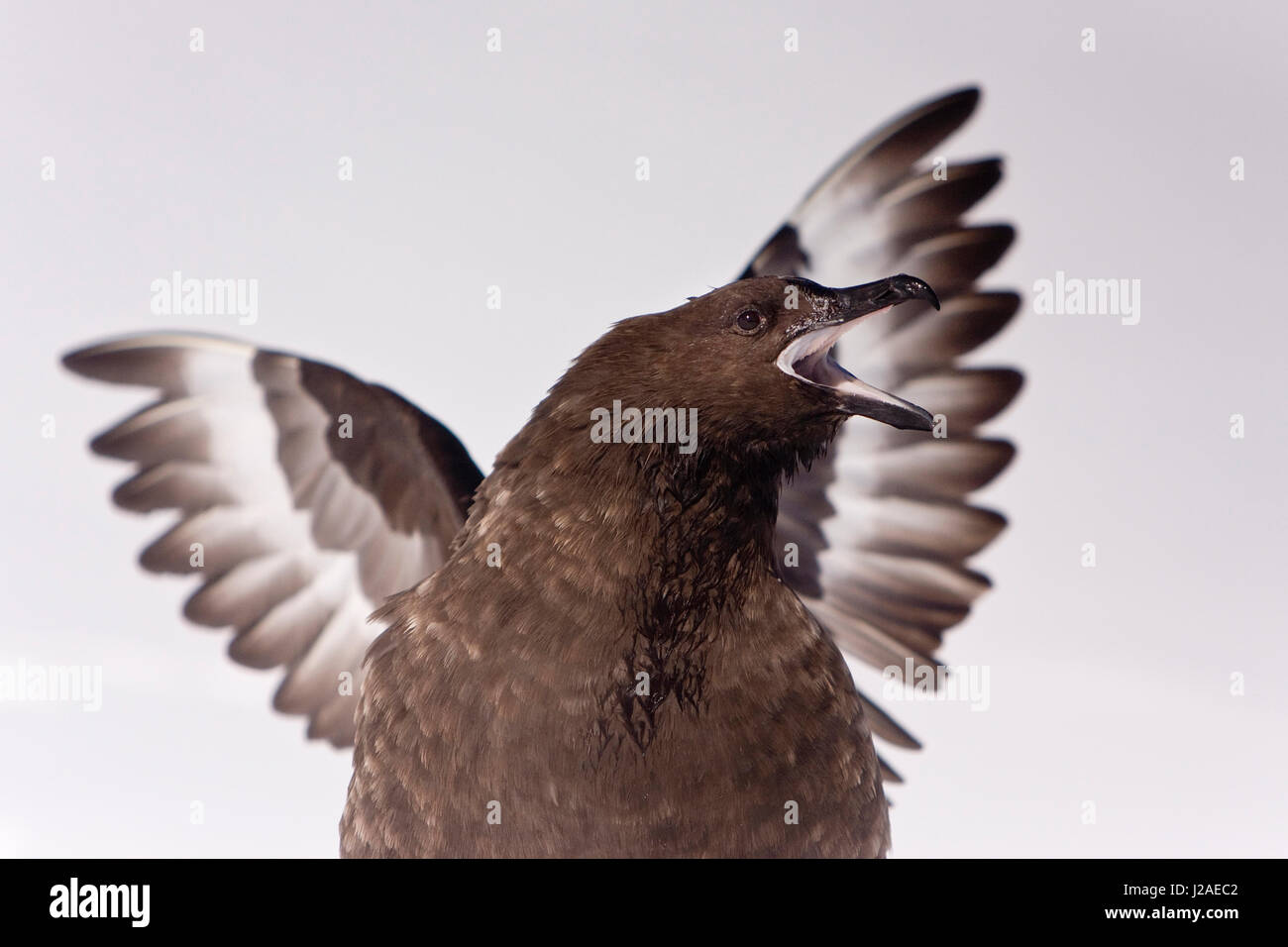 Barrientos island hi-res stock photography and images - Alamy