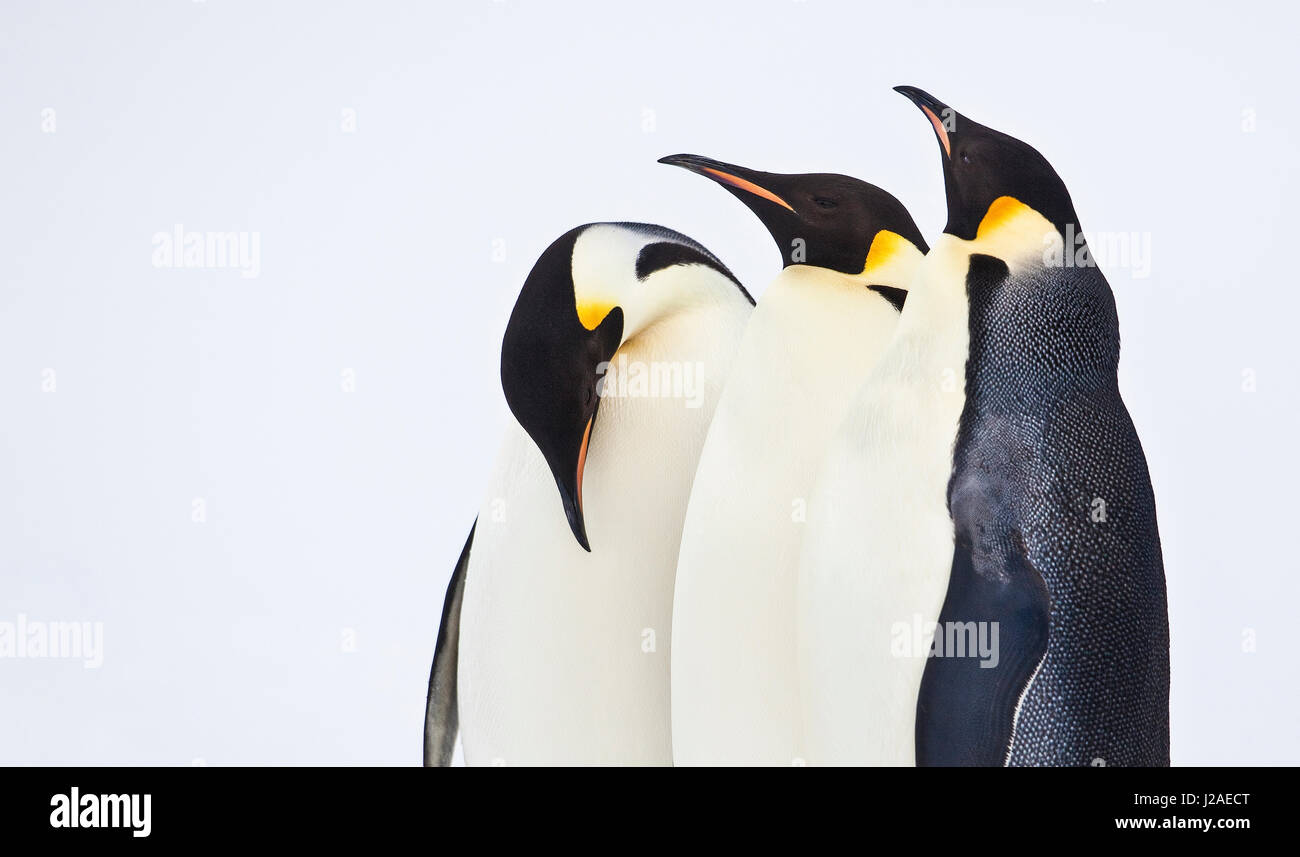 Antarctica three emperor penguins hi-res stock photography and images ...