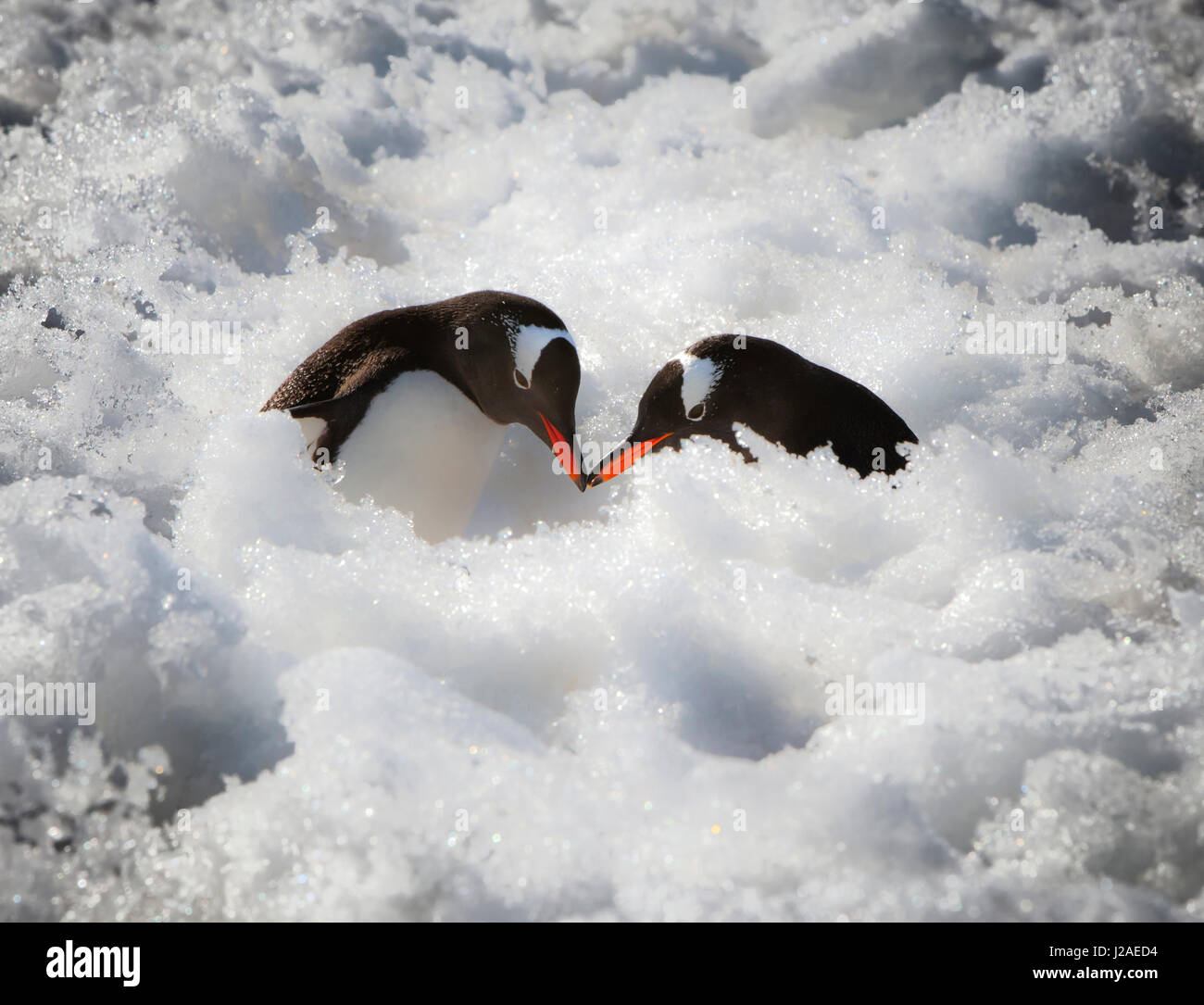 Antarctica. A pair of Gentoo penguins touching beaks Stock Photo - Alamy