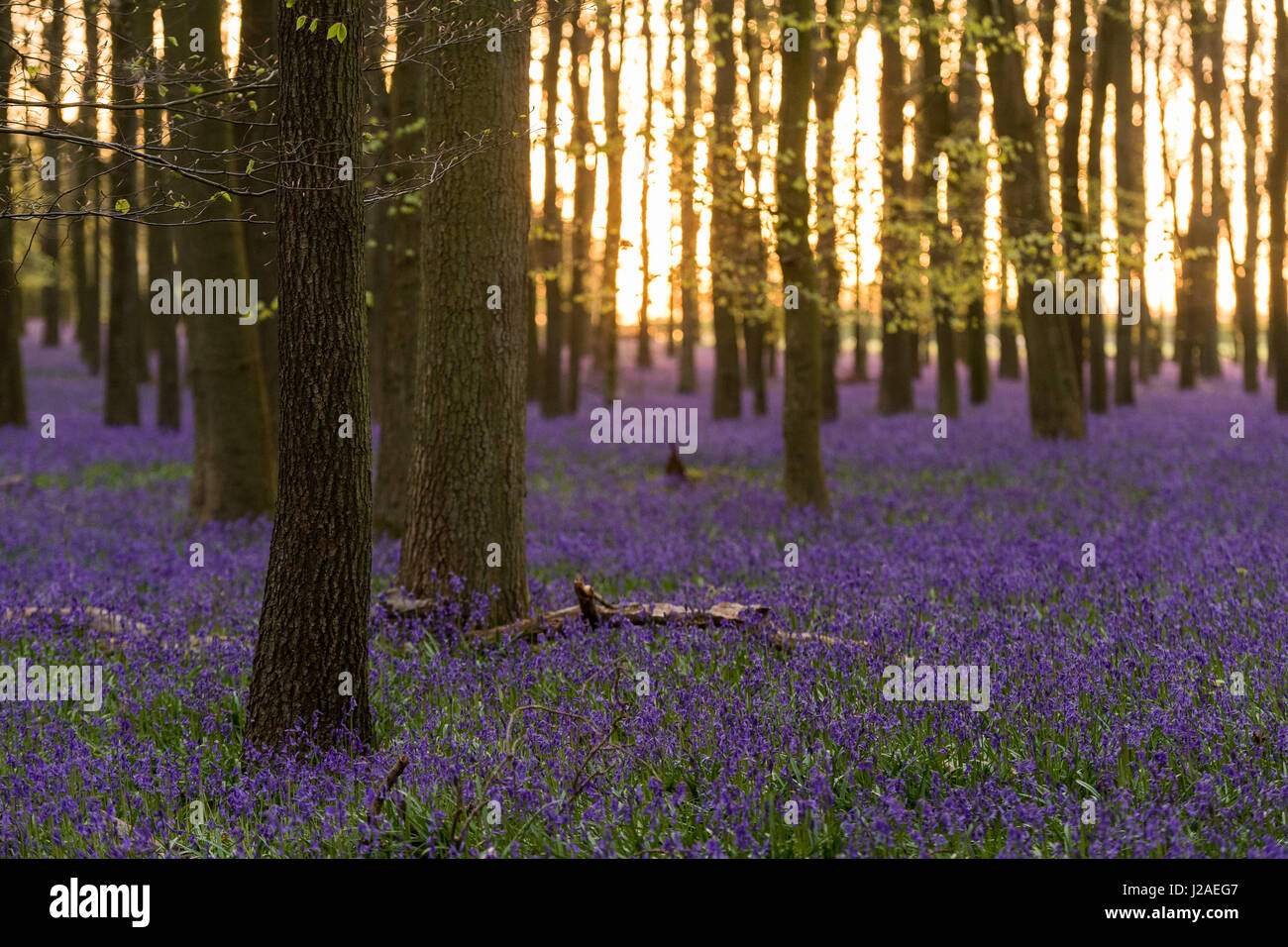 Dockey Wood bluebells at sunset - Ashridge Estate, Hertfordshire Stock ...