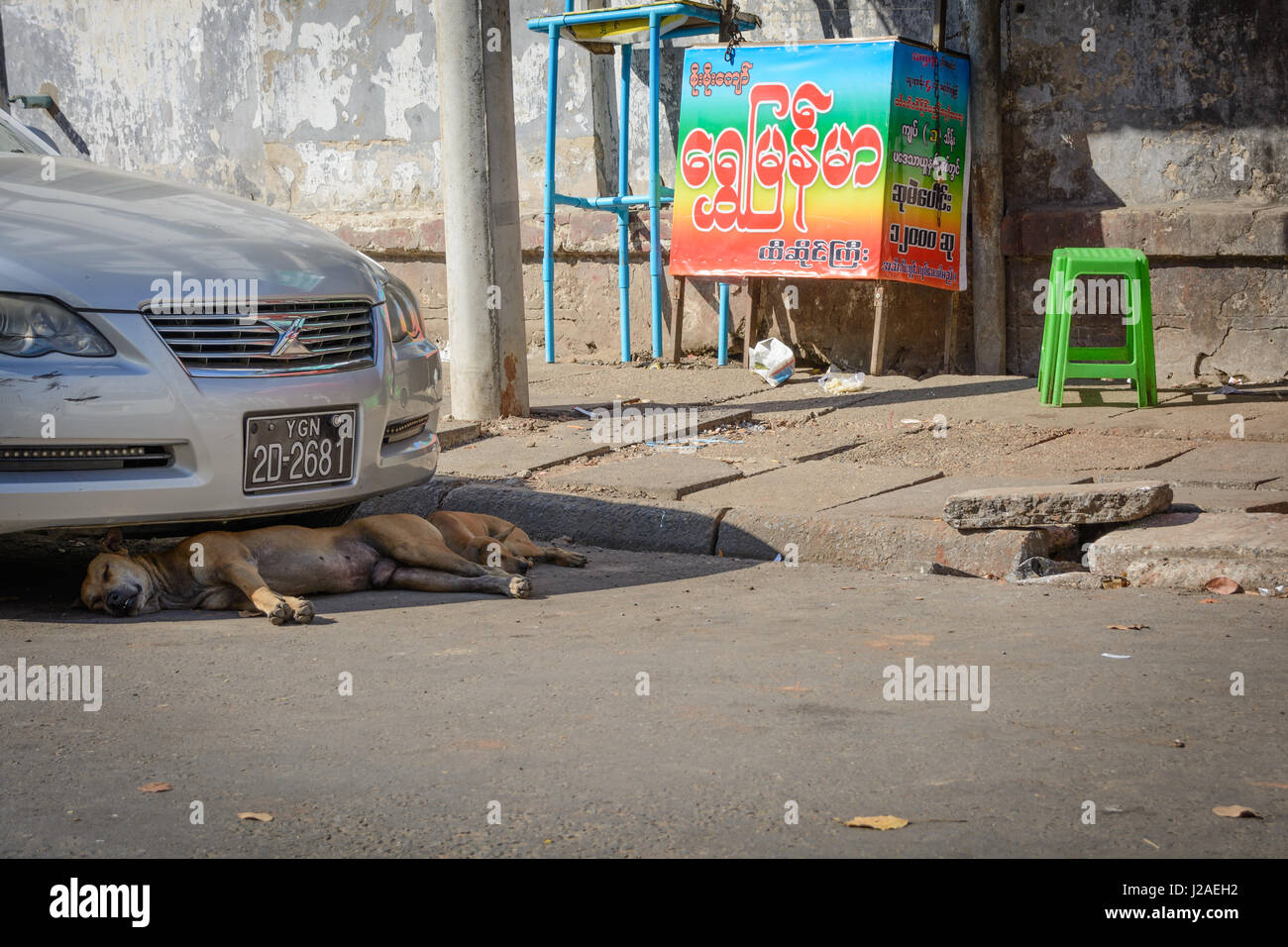 Myanmar (Burma), Yangon region, Yangon, dog in the shade Stock Photo ...