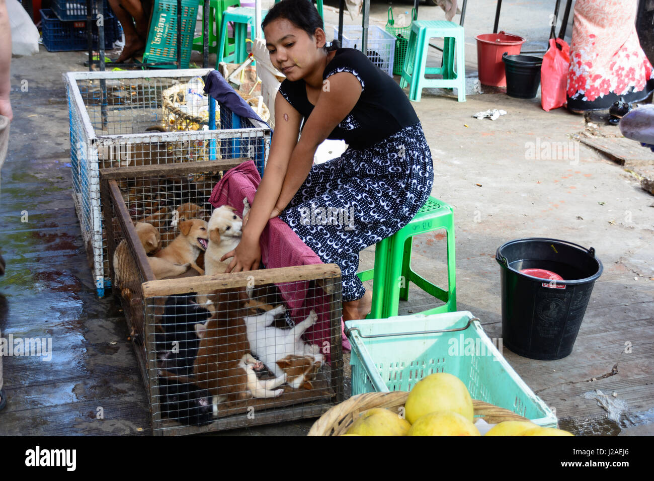 Myanmar (Burma), Yangon region, Yangon, dog market Stock Photo - Alamy
