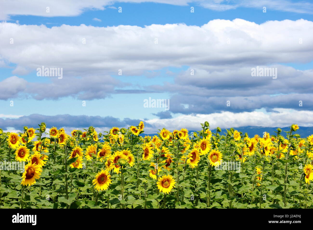 Sun flowers in the plateau de Valensole, Alpes de Haute Provence ...