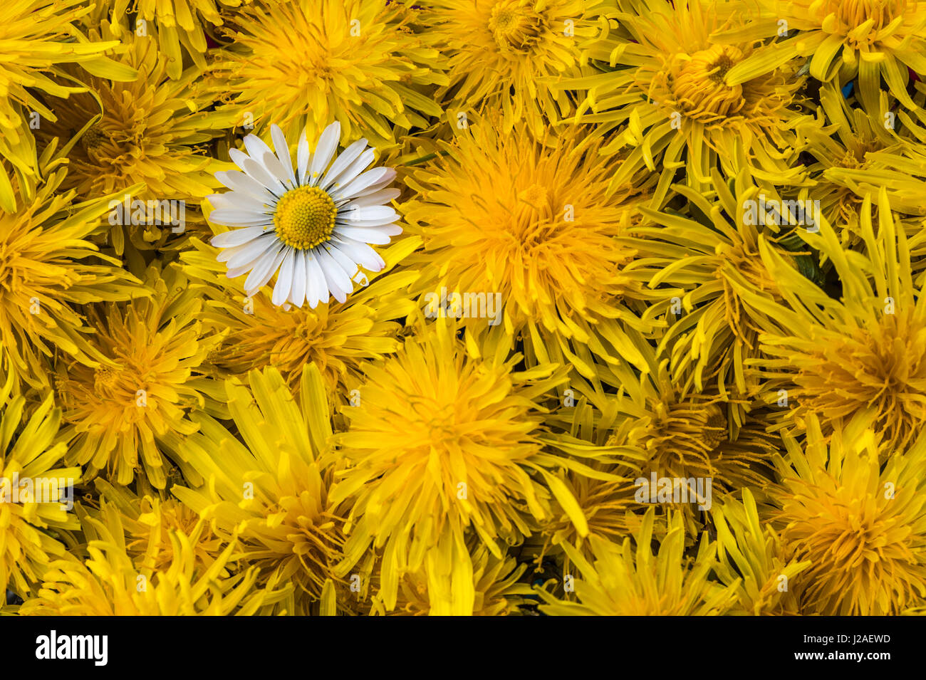 Dandelions flowers with a Daisy Stock Photo - Alamy