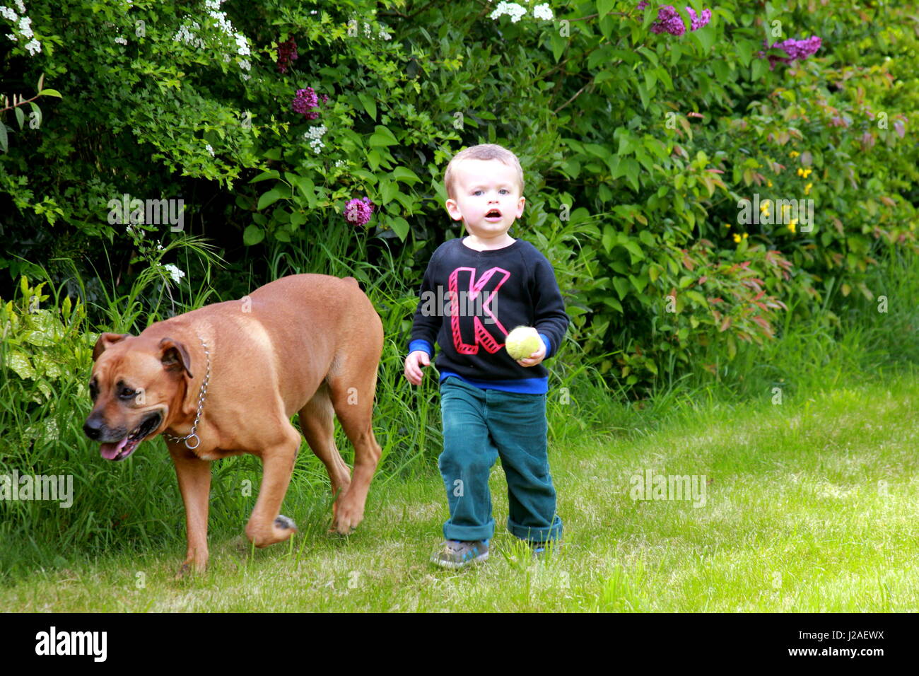 Kids playing with dog Stock Photo - Alamy