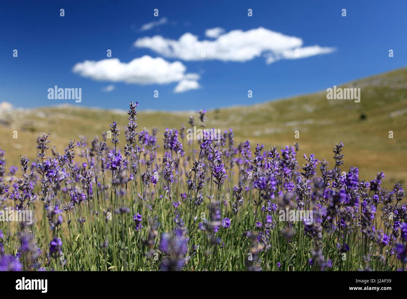 Massif du cheiron hi-res stock photography and images - Alamy