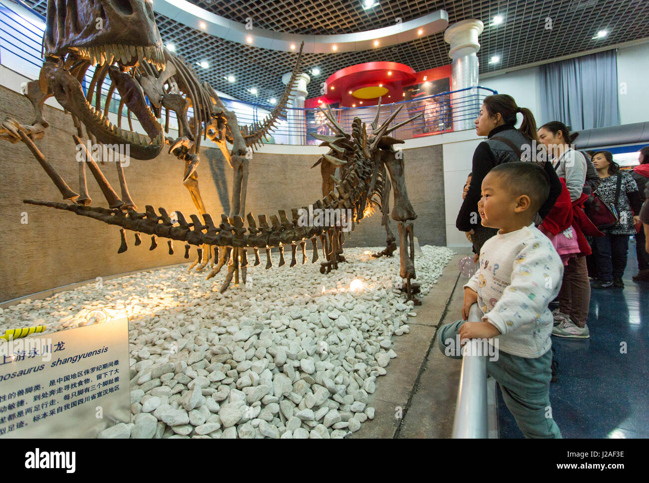Yangchuanosaurus Skeleton