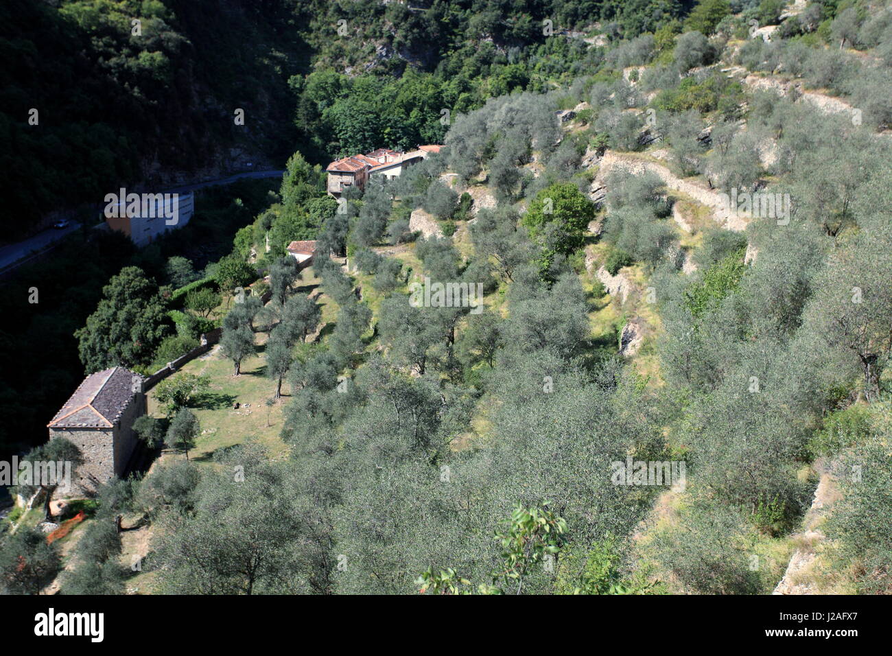 Olive tree fields, Breil sur Roya, Alpes-Maritimes, 06, Vallee de la ...