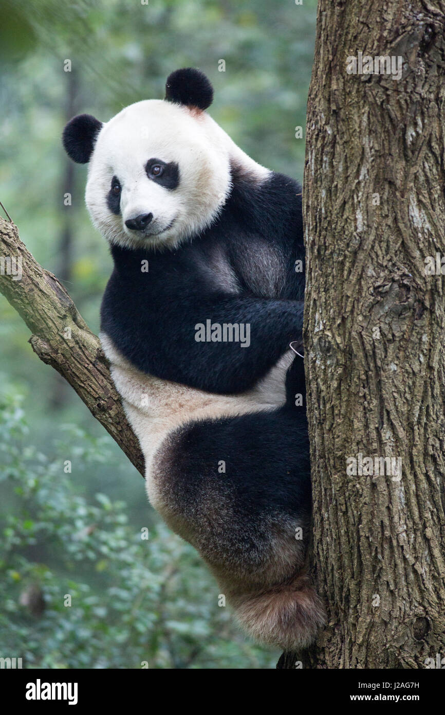 China, Sichuan Province, Chengdu, Giant Panda Bear (Ailuropoda ...