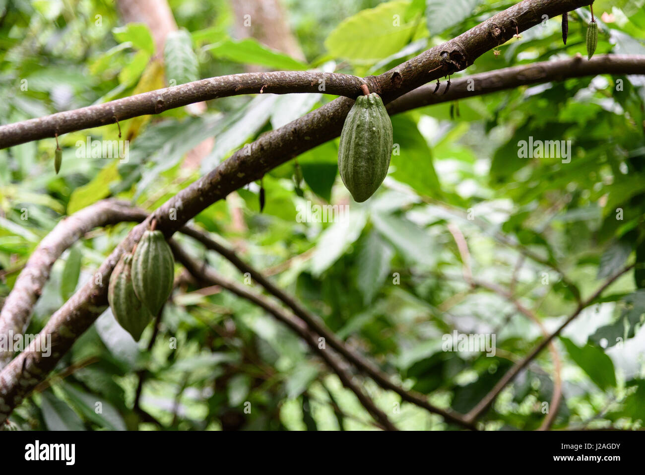 Gayo lues regency hi-res stock photography and images - Alamy