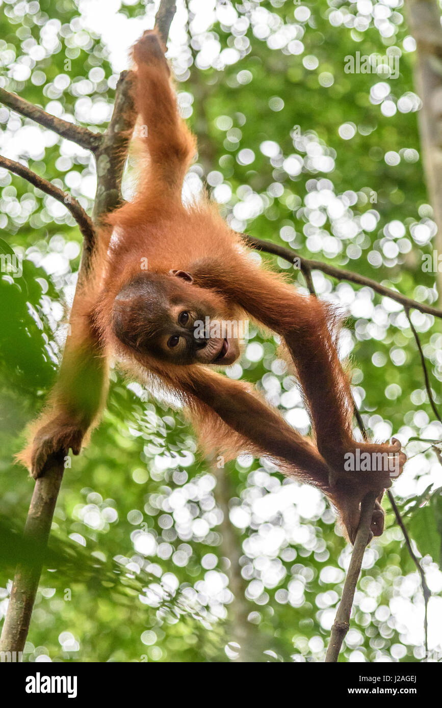 Gayo people sumatra hi-res stock photography and images - Alamy