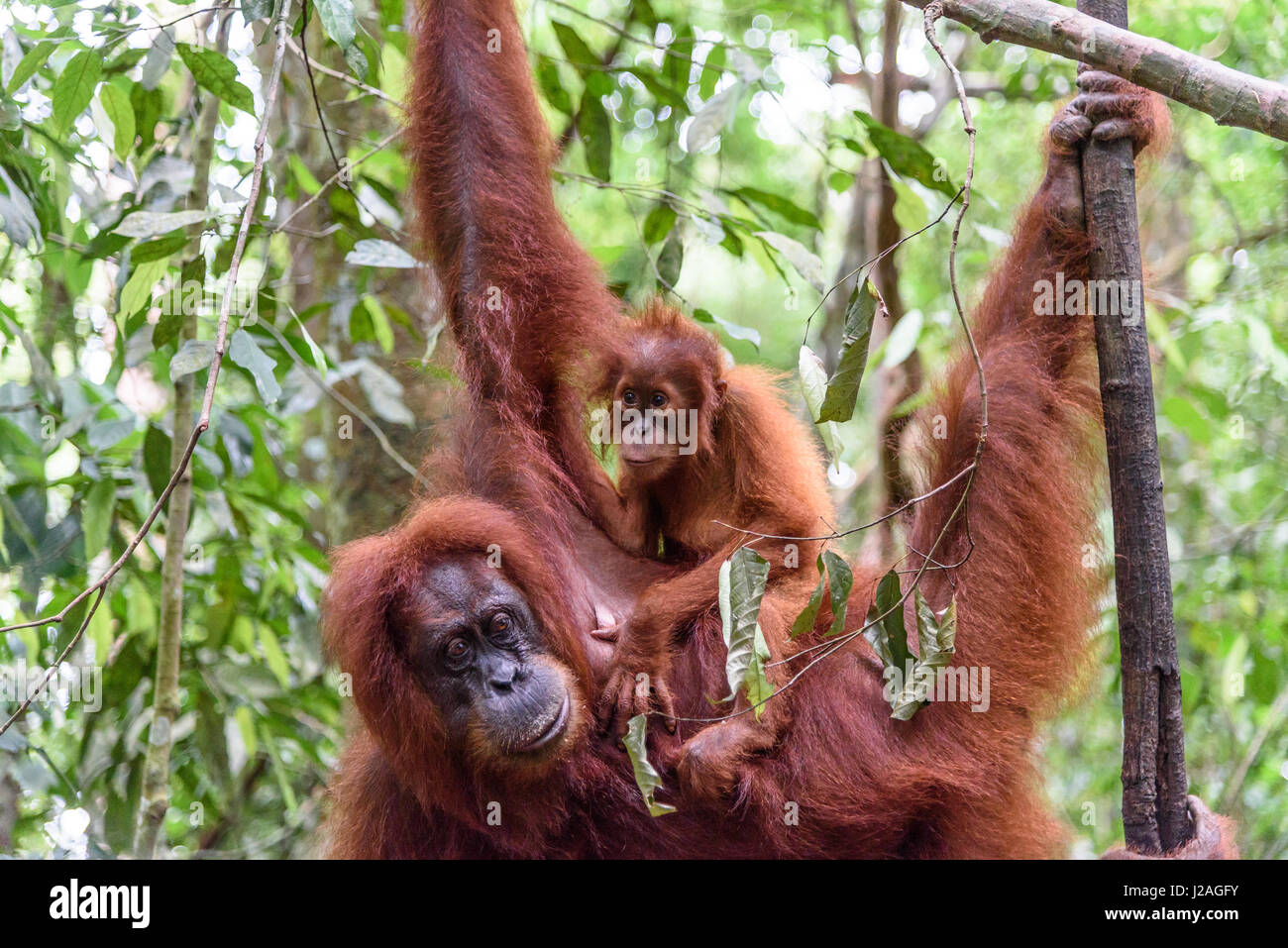 Gayo people sumatra hi-res stock photography and images - Alamy