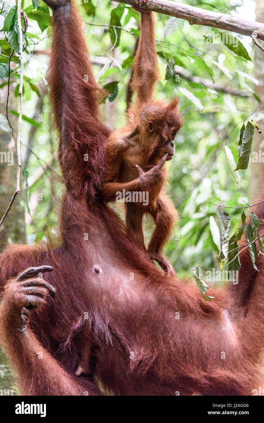 Gayo people hi-res stock photography and images - Alamy