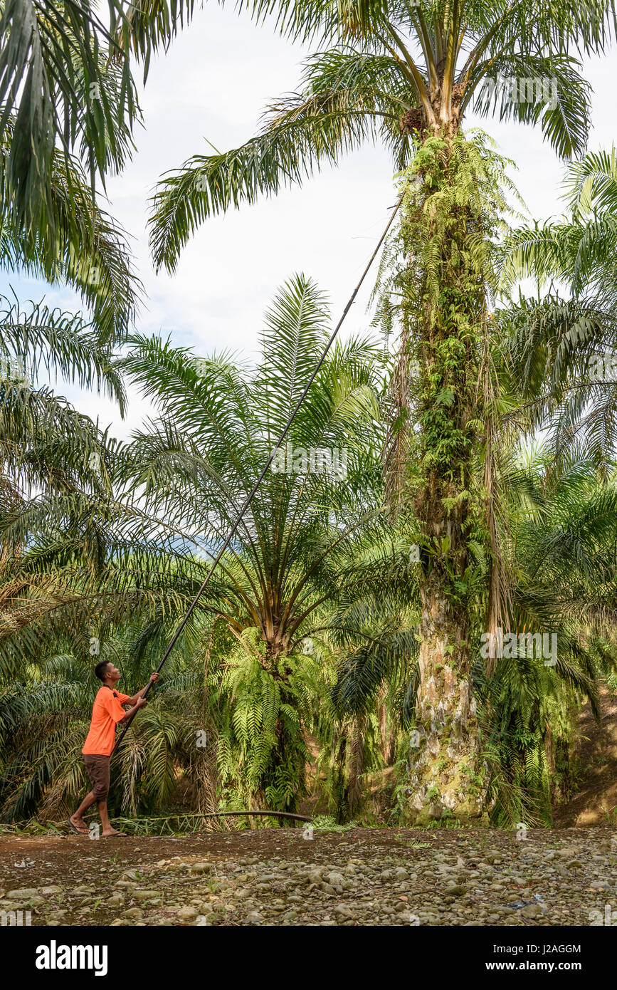 Indonesia, Sumatera Utara, Kabul Langkat, palm oil plantation Stock ...