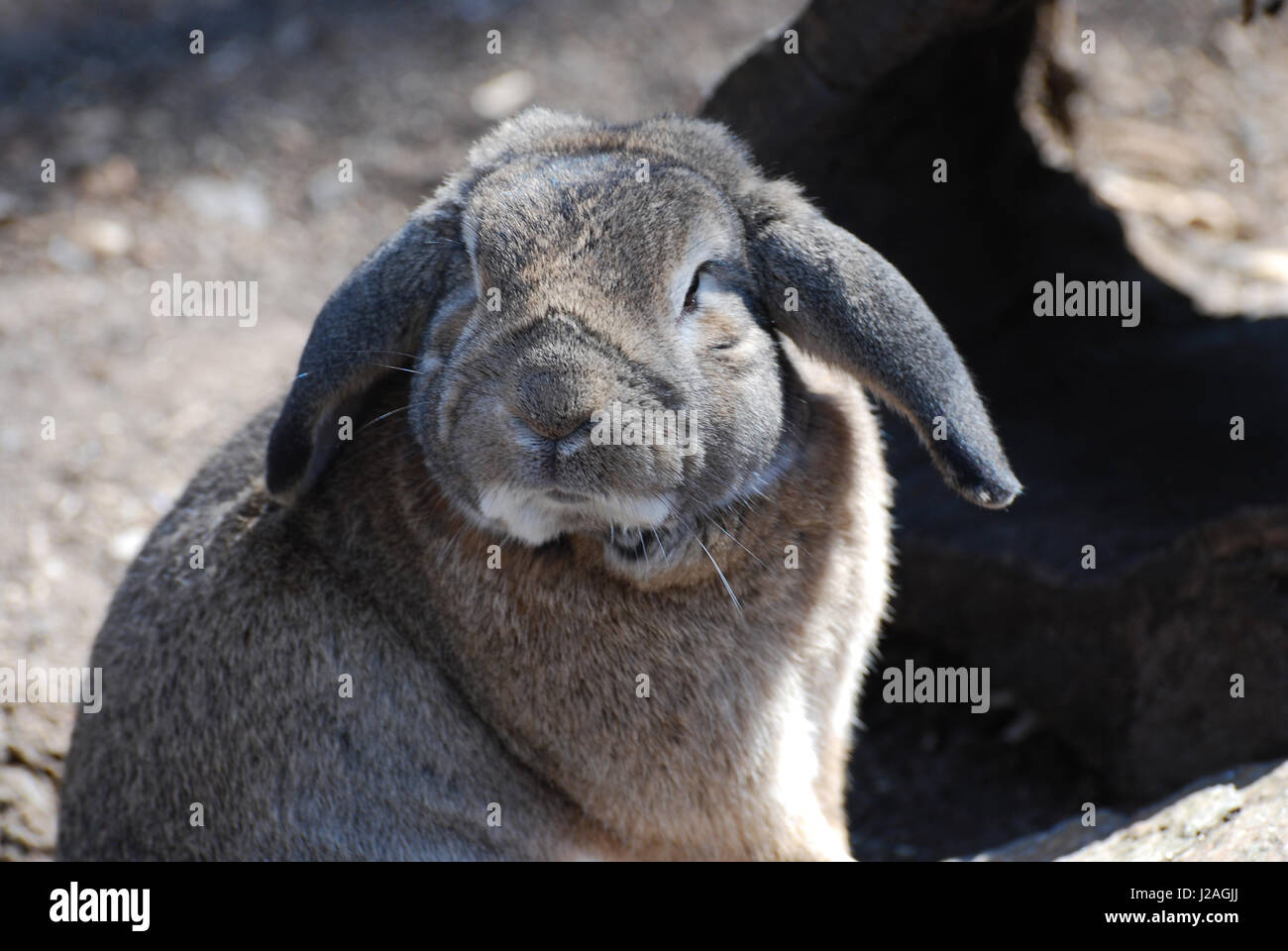 Adorable sweet face of a lop eared bunny rabbit Stock Photo - Alamy