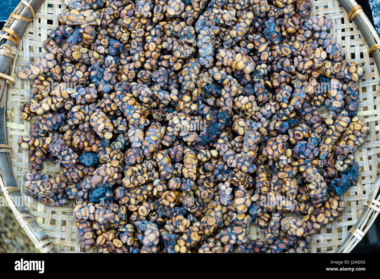 Indonesia, Java, Yogyakarta, The "cat coffee" is created by the Luwak ...