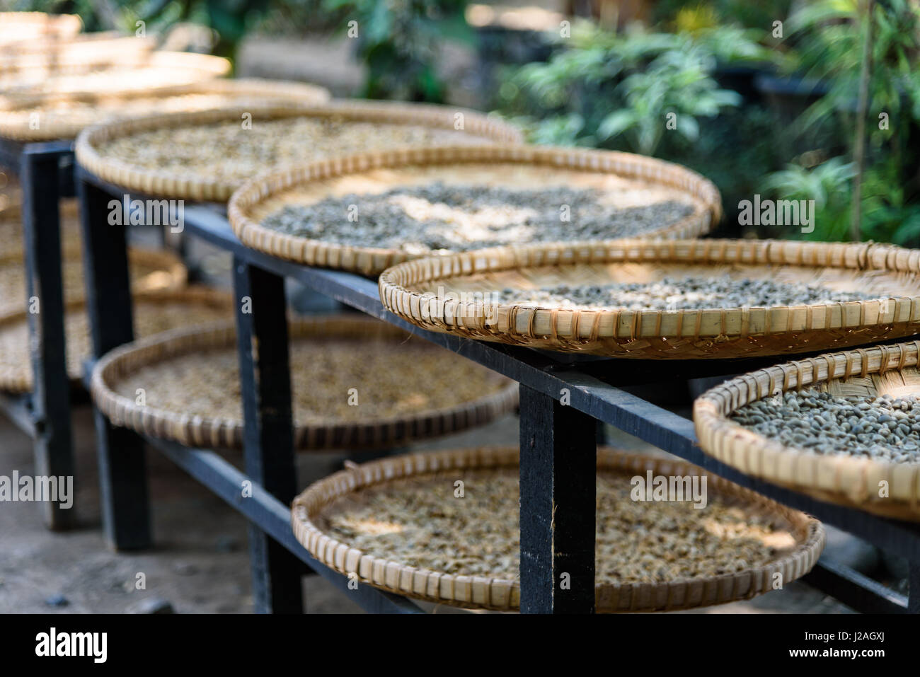 Indonesia, Java, Yogyakarta, The "cat coffee" is created by the Luwak ...