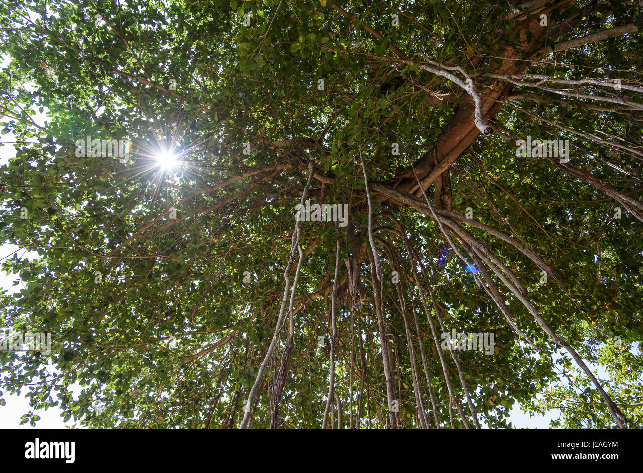 Indonesia, Java, Yogyakarta, Banyan tree Stock Photo - Alamy