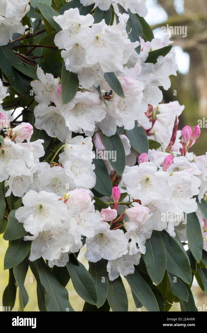 Small plant emerge hi-res stock photography and images - Alamy