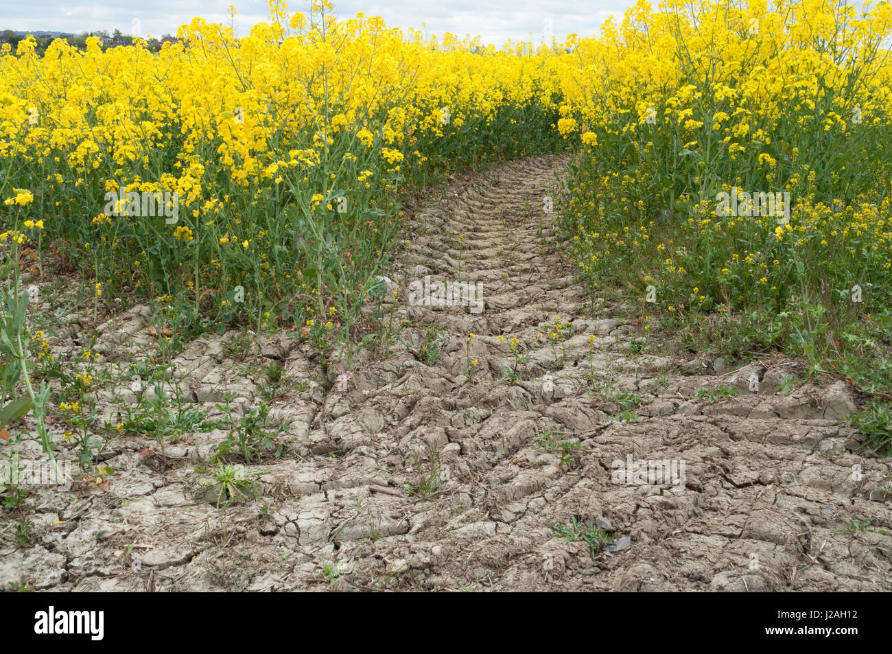 Rapeseed Plant Growing in Dry Cracked Earth - Drought conditions ...