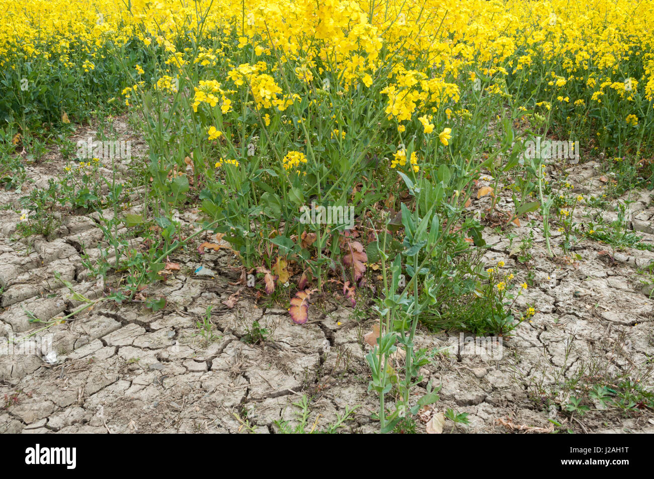 Rapeseed Plant Growing in Dry Cracked Earth - Drought conditions ...