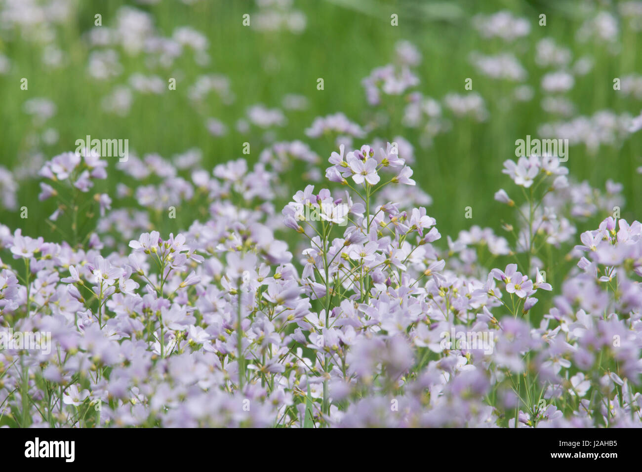 Cuckoo Flower, Lady's Smock, Cardamine pratensis. Sussex, UK. April ...