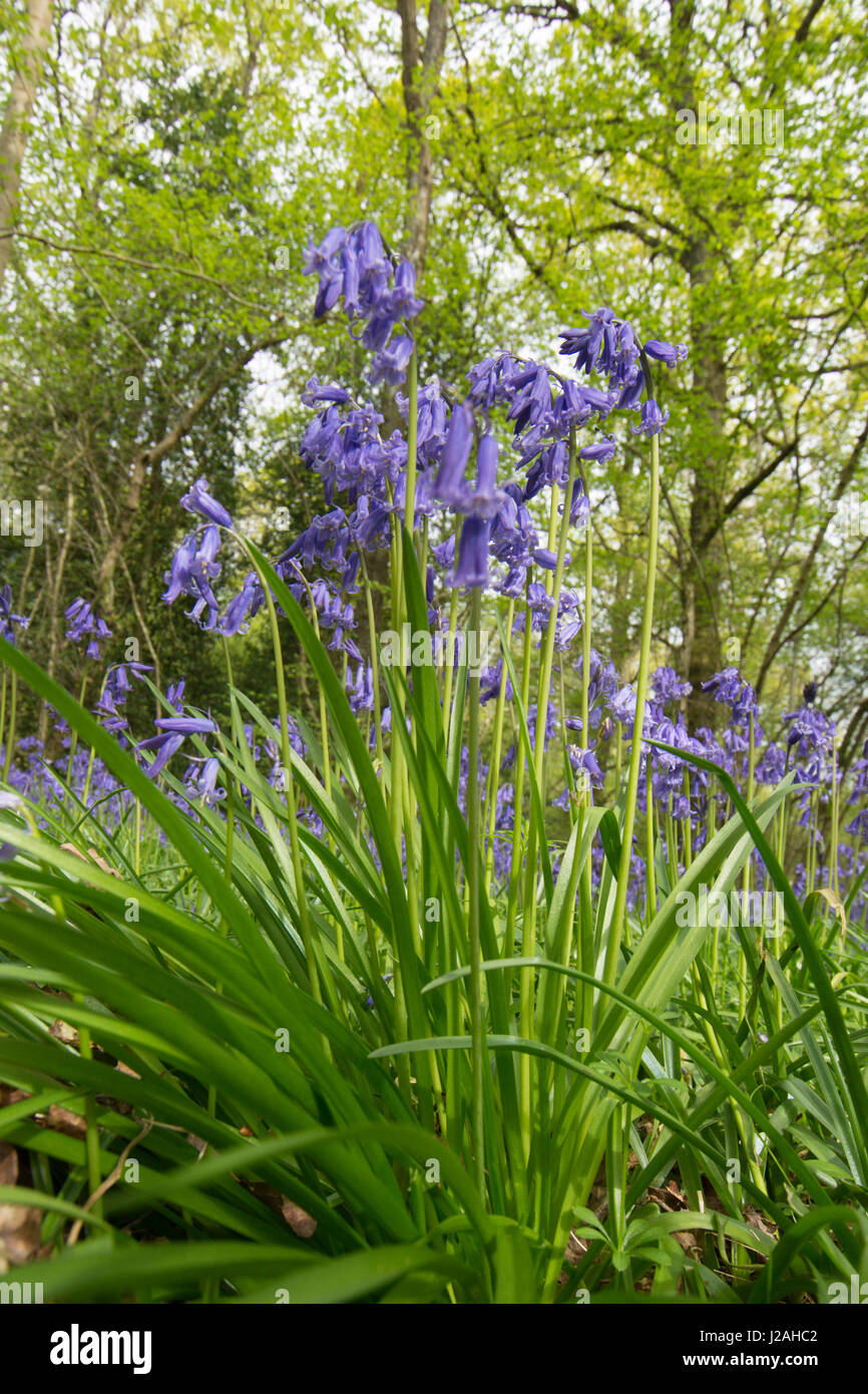 Spring floweers hi-res stock photography and images - Alamy