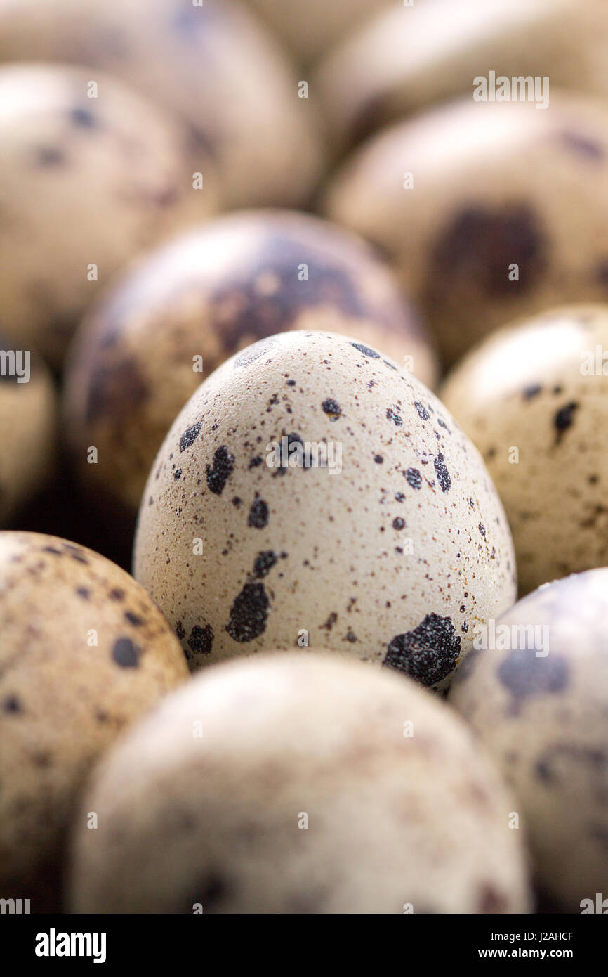 Quail eggs texture. Many quail eggs. Macro Stock Photo - Alamy