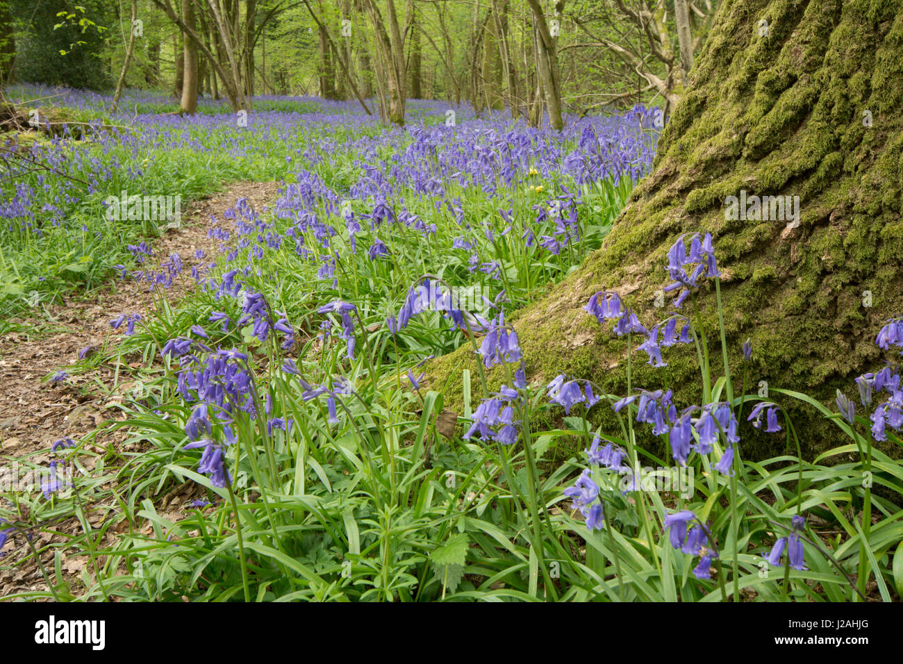 Bluebell, Hyacinthoides non-scripta, footpath leading through hazel ...