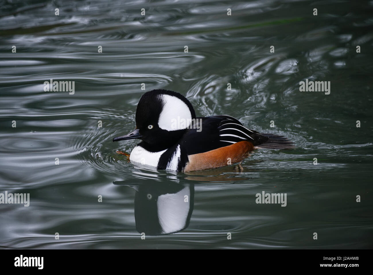 Portrait of Hooded Meganser duck bird on water in Spring Stock Photo ...