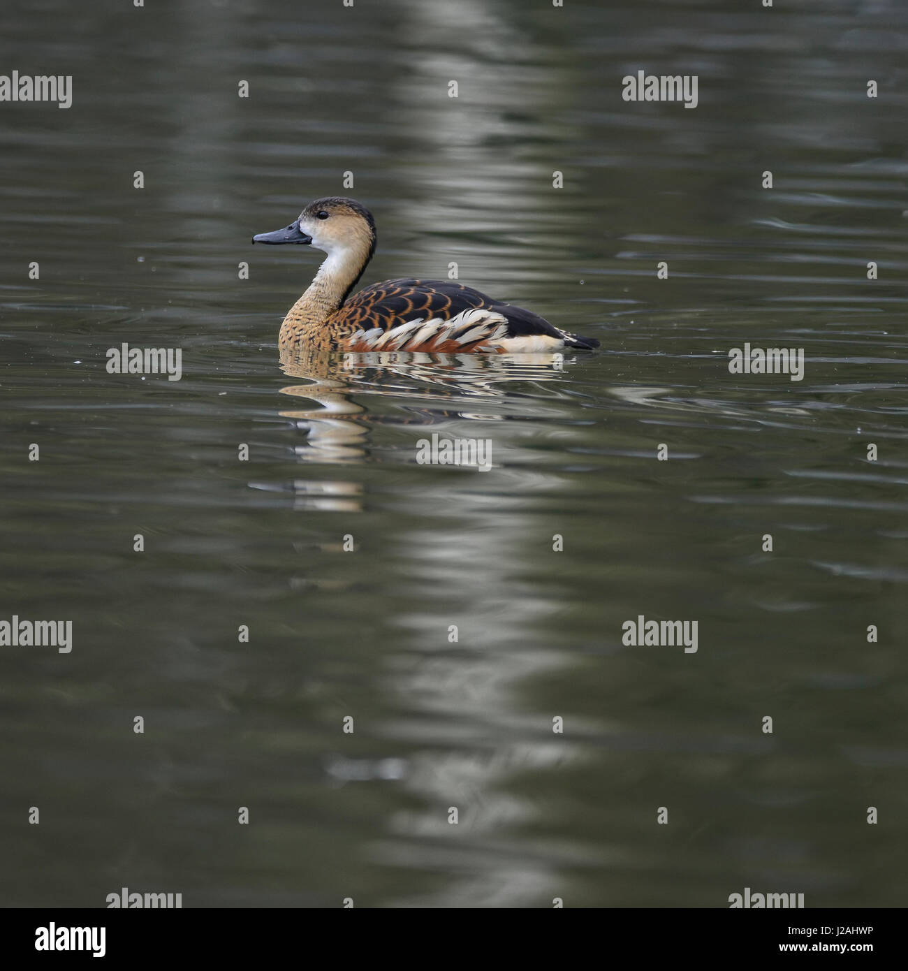 Whistling duck habitat hi-res stock photography and images - Alamy