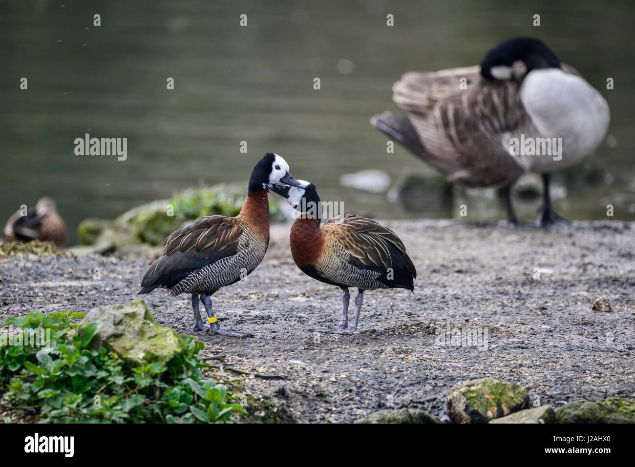 Mated pair of White Faced Whistling ducks preening each other in Spring ...