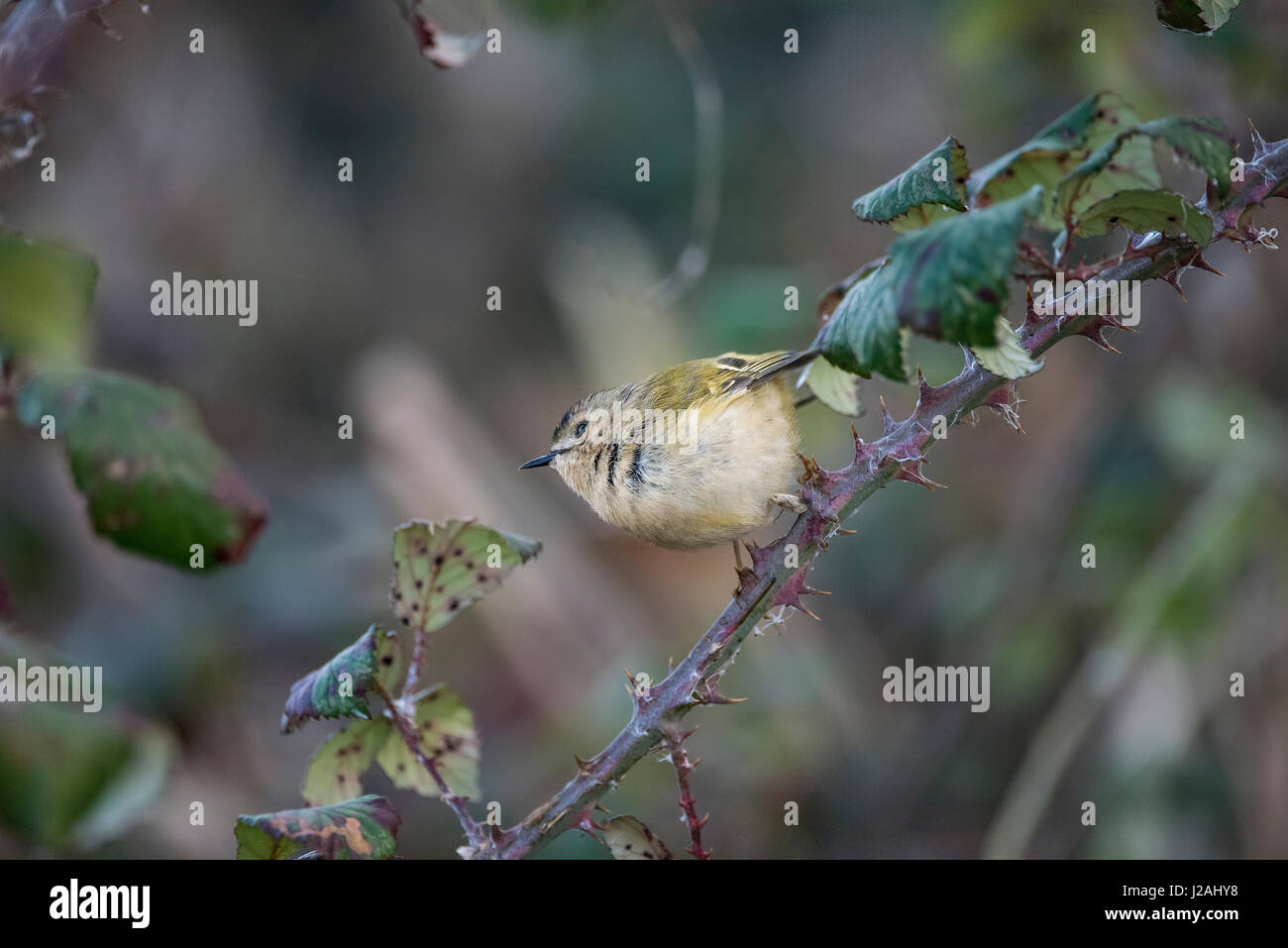 Beautiful female Goldcrest Regukus Regulus bird perched in tree in ...