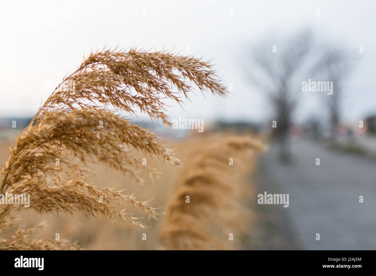 Gold grass hi-res stock photography and images - Alamy